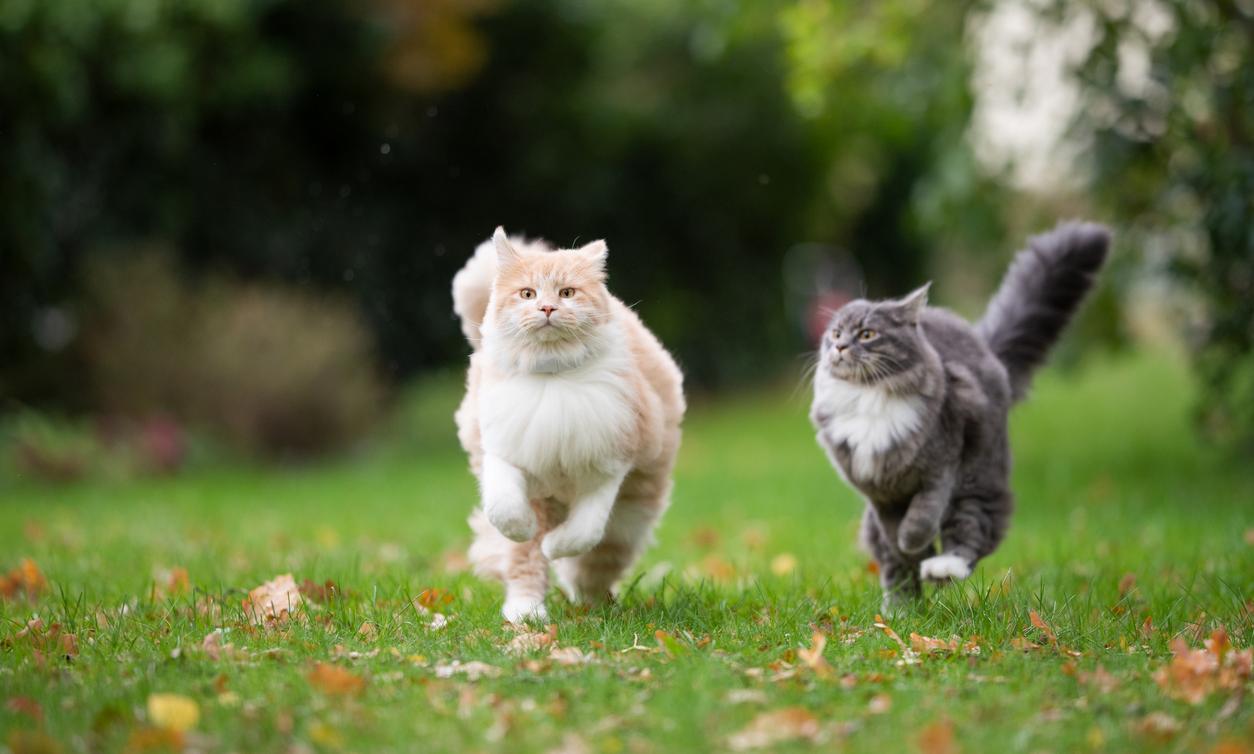 Vets Explain Why Cats Like to Chase Their Tail