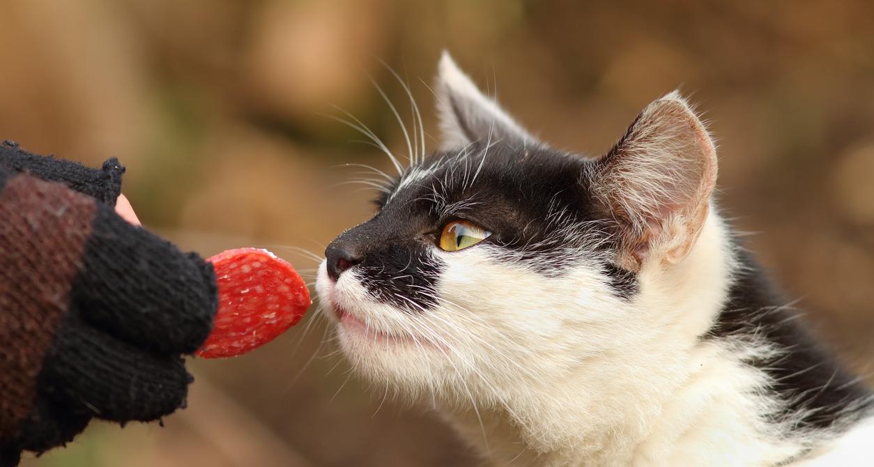 Can Cats Eat Pepperoni? Here’s What Vets Say