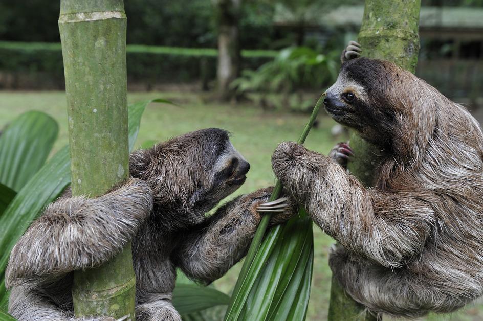 Are Sloths Endangered? Protecting This Sleepy Species