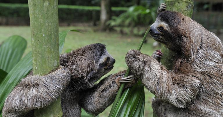 Are Sloths Endangered? Protecting This Sleepy Species