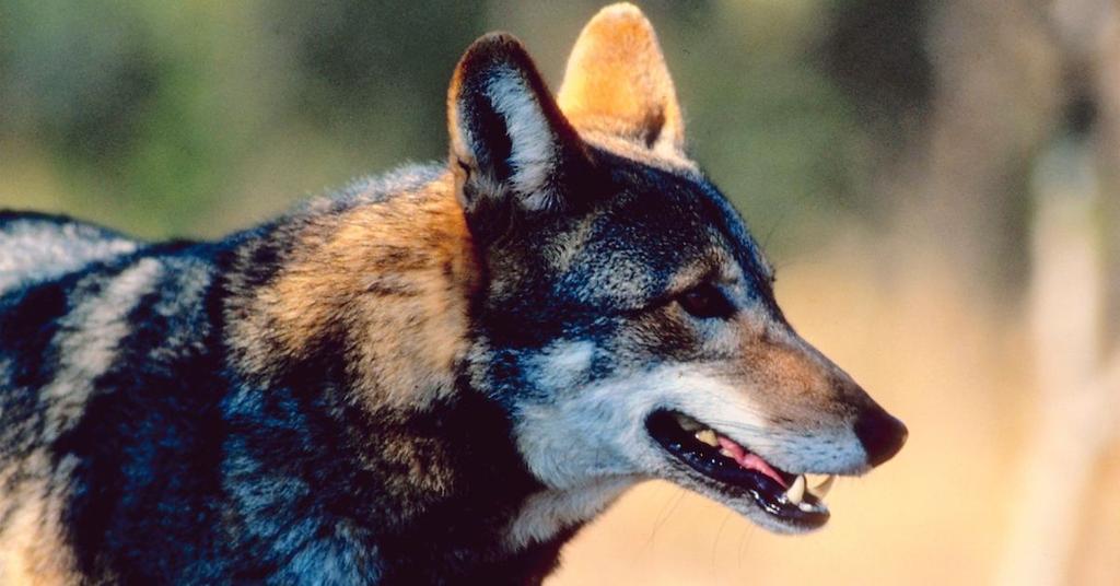 Conservation Efforts to Revive Red Wolf Population Are in Effect