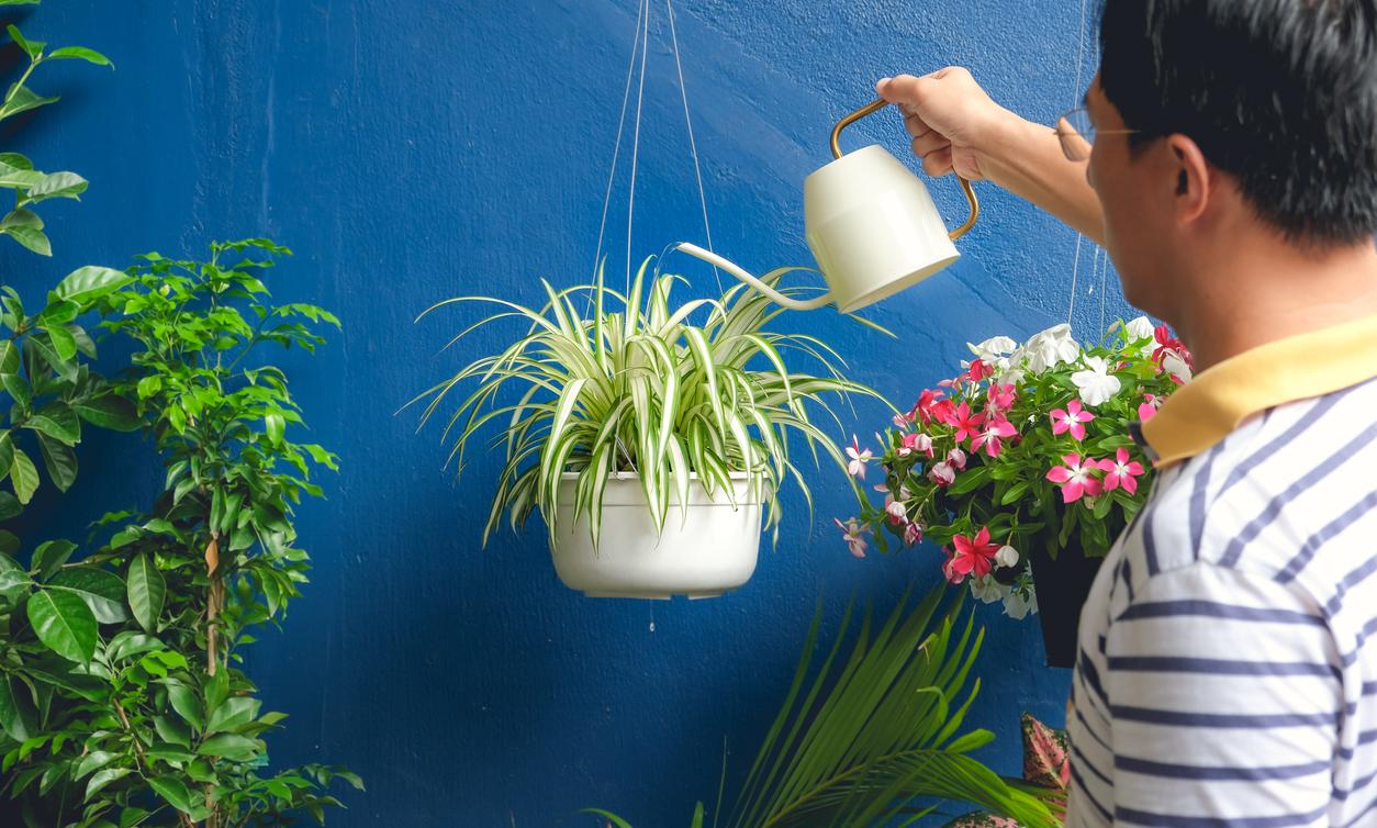 Here's How to Propagate a Spider Plant