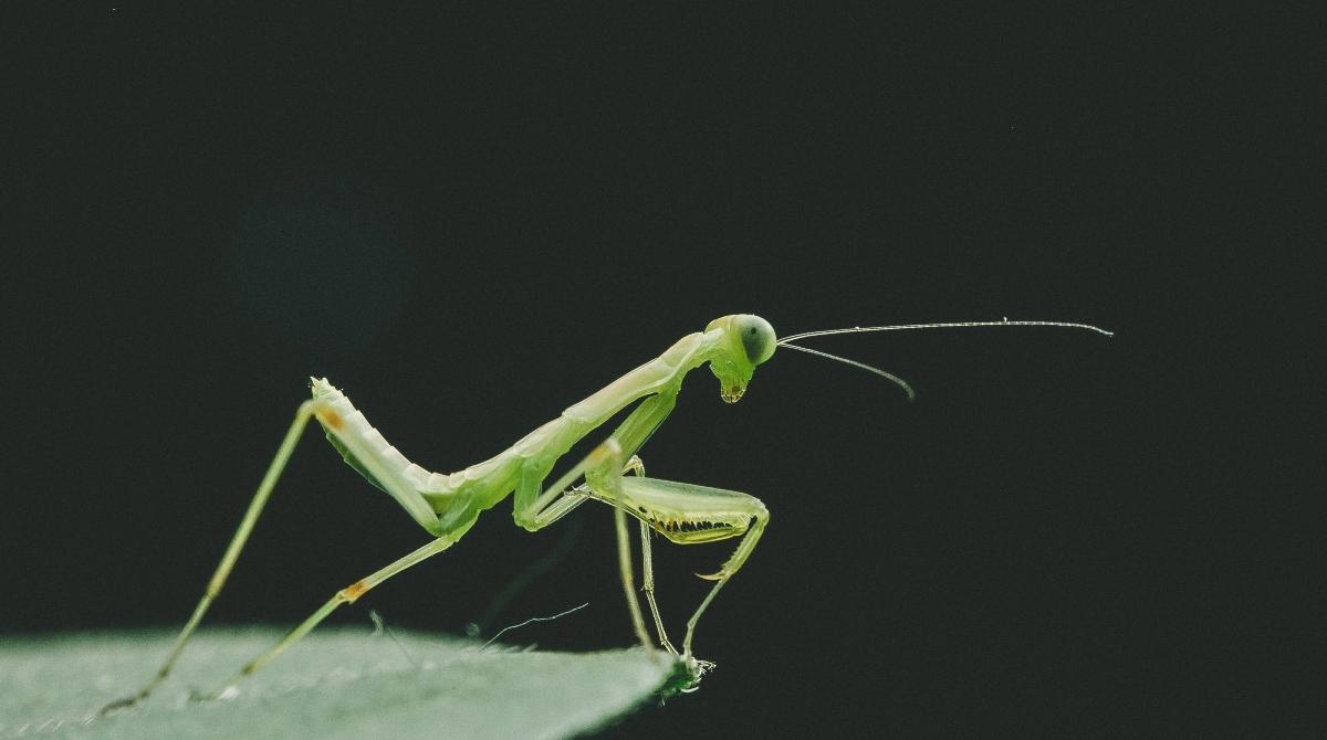 Are Praying Mantises Poisonous? A Guide to All Things Mantis