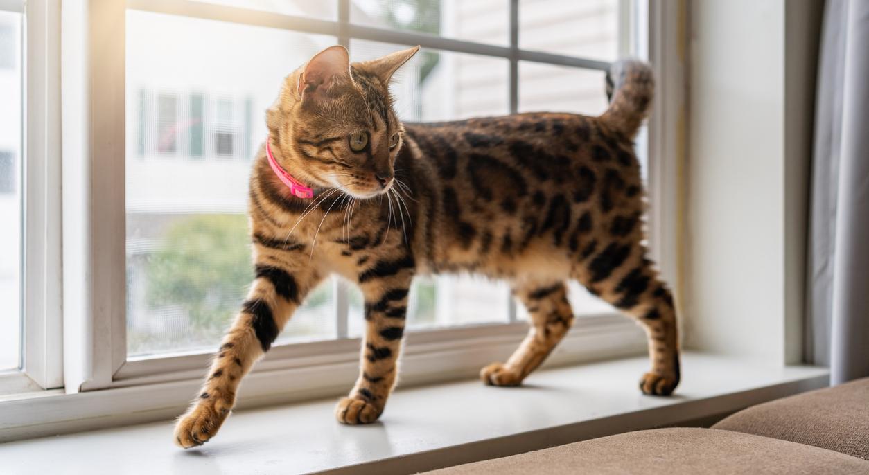 Why Are Bengal Cats Illegal The Controversial Breed Explained why-are-bengal-cats-illegal-the-controversial-breed-explained