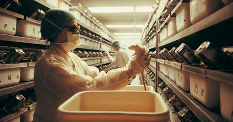 Does Dove Test on Animals? Here’s What Consumers Should Know