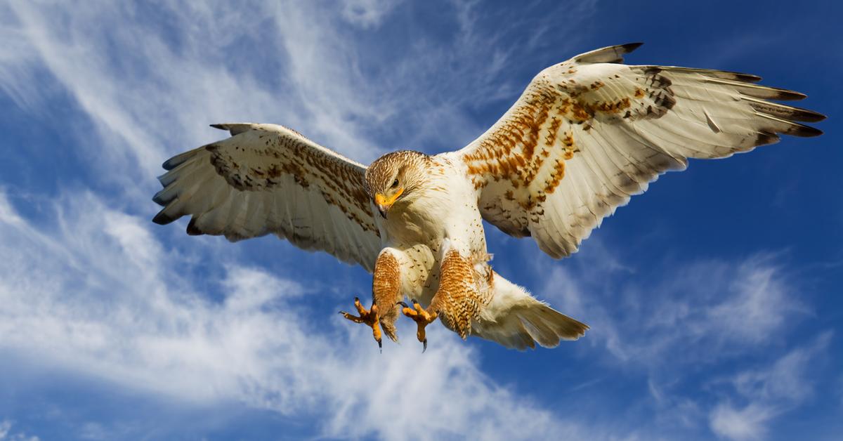 What Does It Mean When You See a Hawk? The Spiritual Meaning