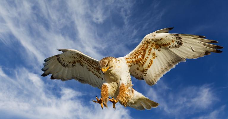 What Does It Mean When You See a Hawk? The Spiritual Meaning