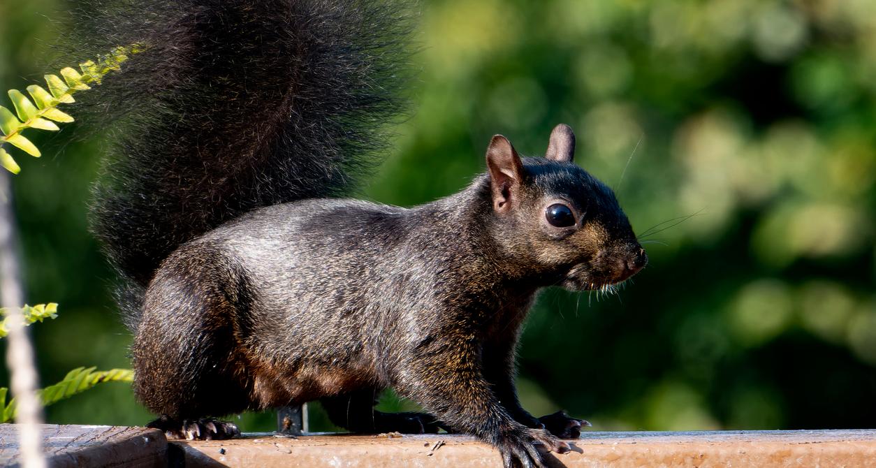Learn All About the Rare and Unique Black Squirrel