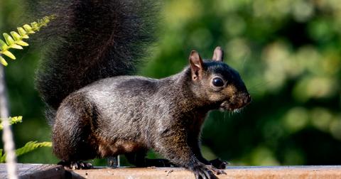Learn All About the Rare and Unique Black Squirrel