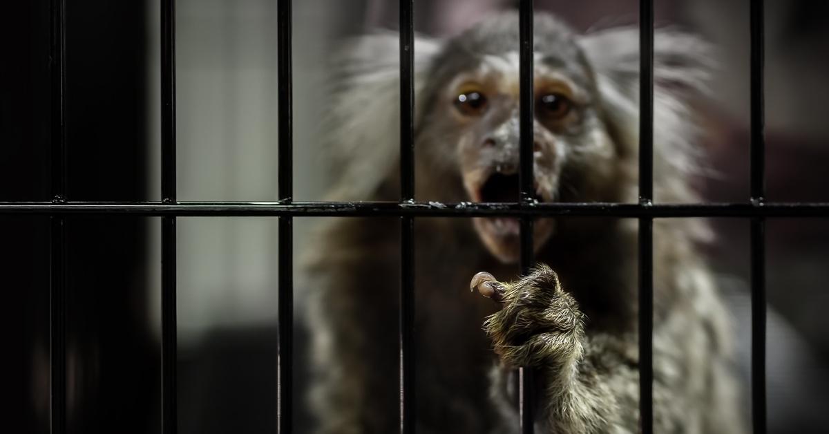 Should Exotic Animals Be Kept as Pets? What You Should Know