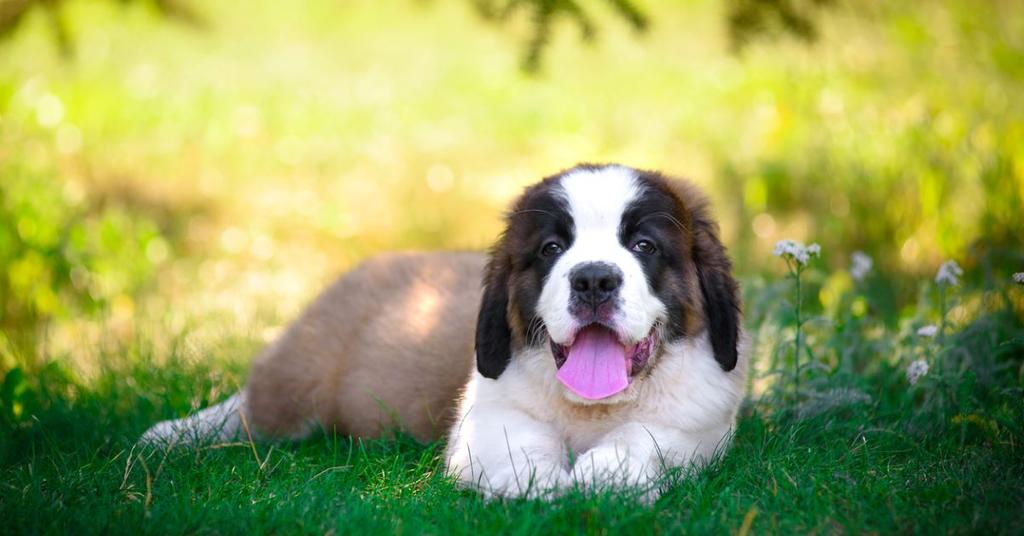 The Worst Shedding Dog Breeds, From Akitas to Chow Chows