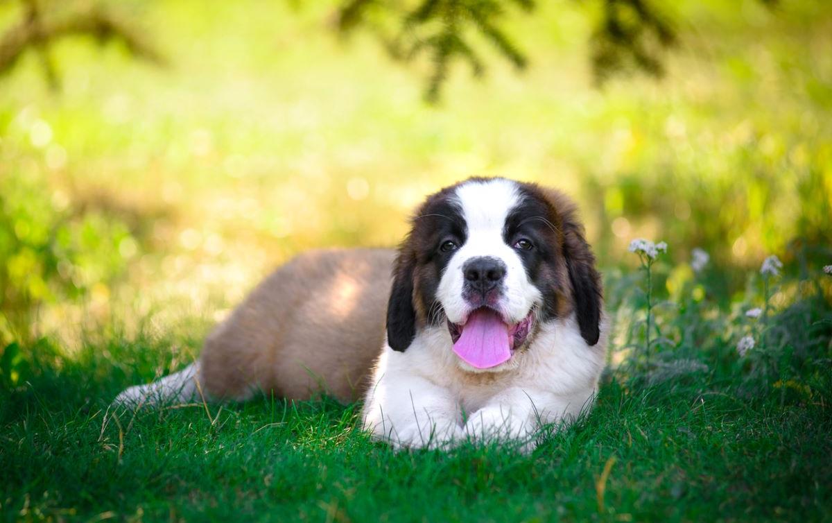 The Worst Shedding Dog Breeds, From Akitas to Chow Chows