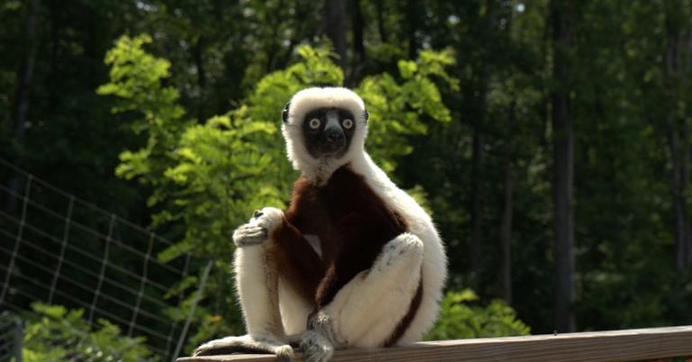 What Happened to Zoboomafoo? Remembering the Beloved PBS Star