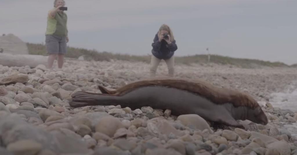 Shoebert the Seal’s Journey Has Been Interesting, to Say the Least