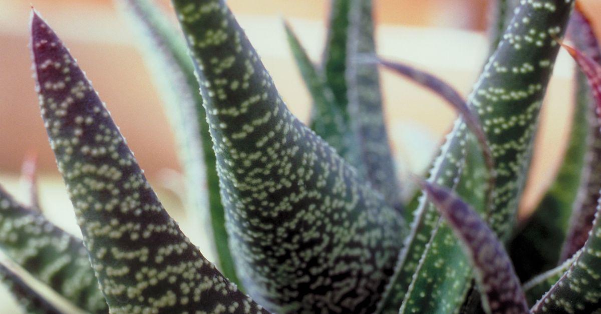 Succulent Poaching in Africa Stems from Our Houseplant Obsession