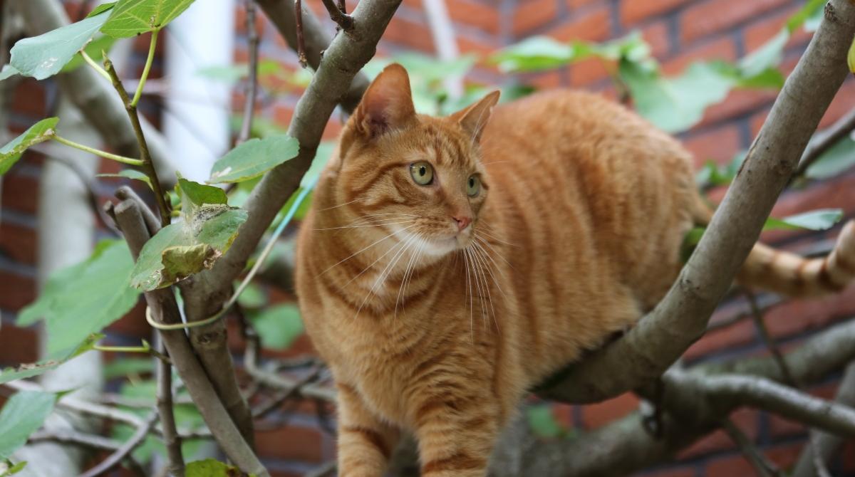 Cat Stung by a Bee? Here's What to Do