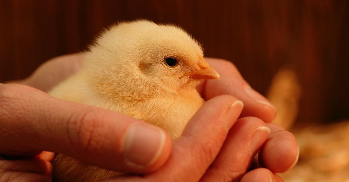 Male Chick Culling Being Banned in Italy Is an Animal Rights Victory