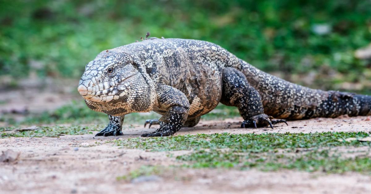 Black and White Tegu Lizards Are Threatening Southeastern U.S. Species