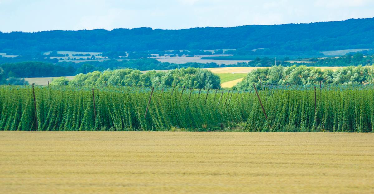 Bioenergy Crops: Why They’re Less Helpful Than Planting Trees