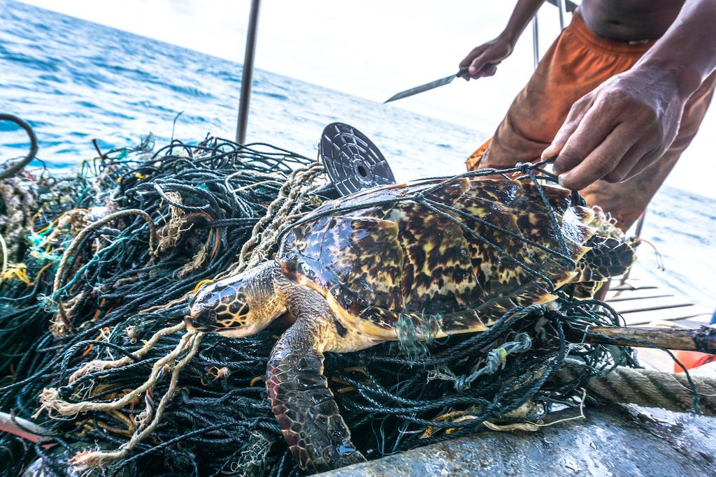 What Is Bycatch? It's a Disturbing Aspect Of the Fishing Industry