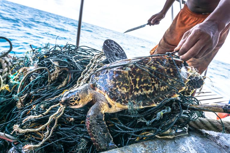 What Is Bycatch? It's a Disturbing Aspect Of the Fishing Industry