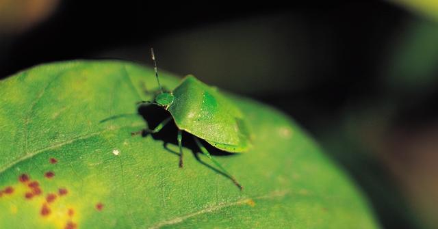 How the Spread of Invasive Species Relates to Climate Change