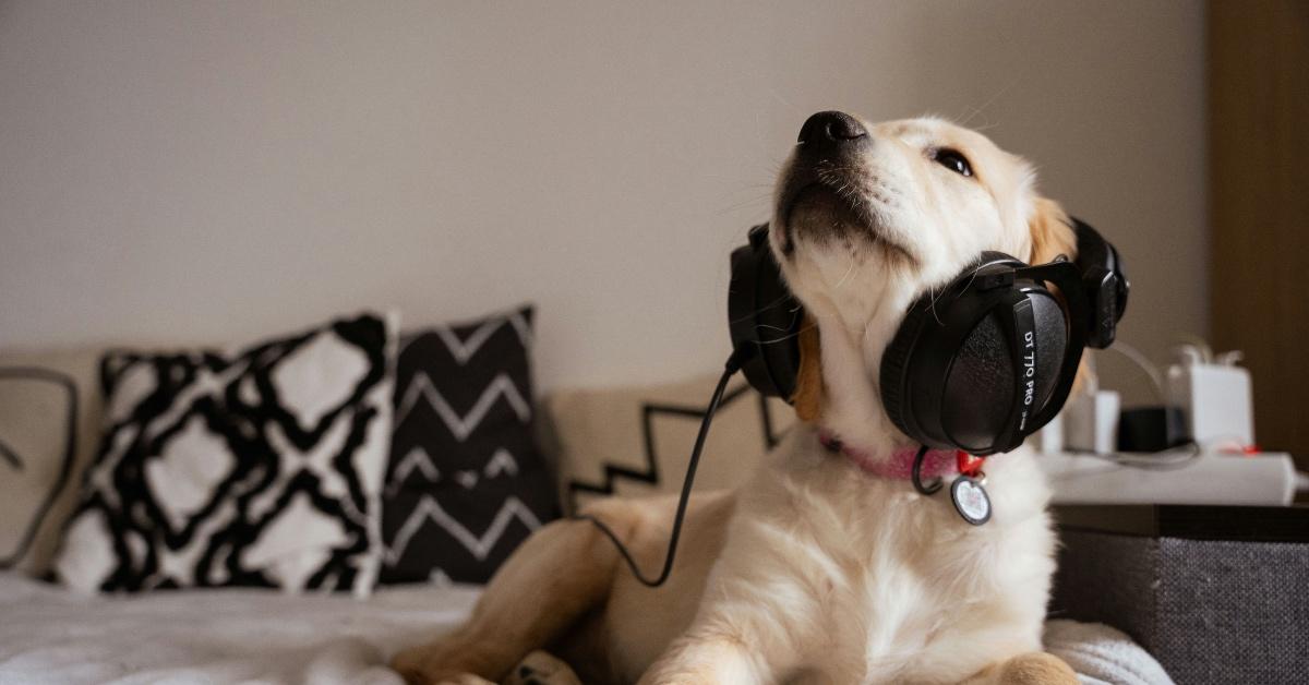 How To Get a Spotify Playlist for Your Pet