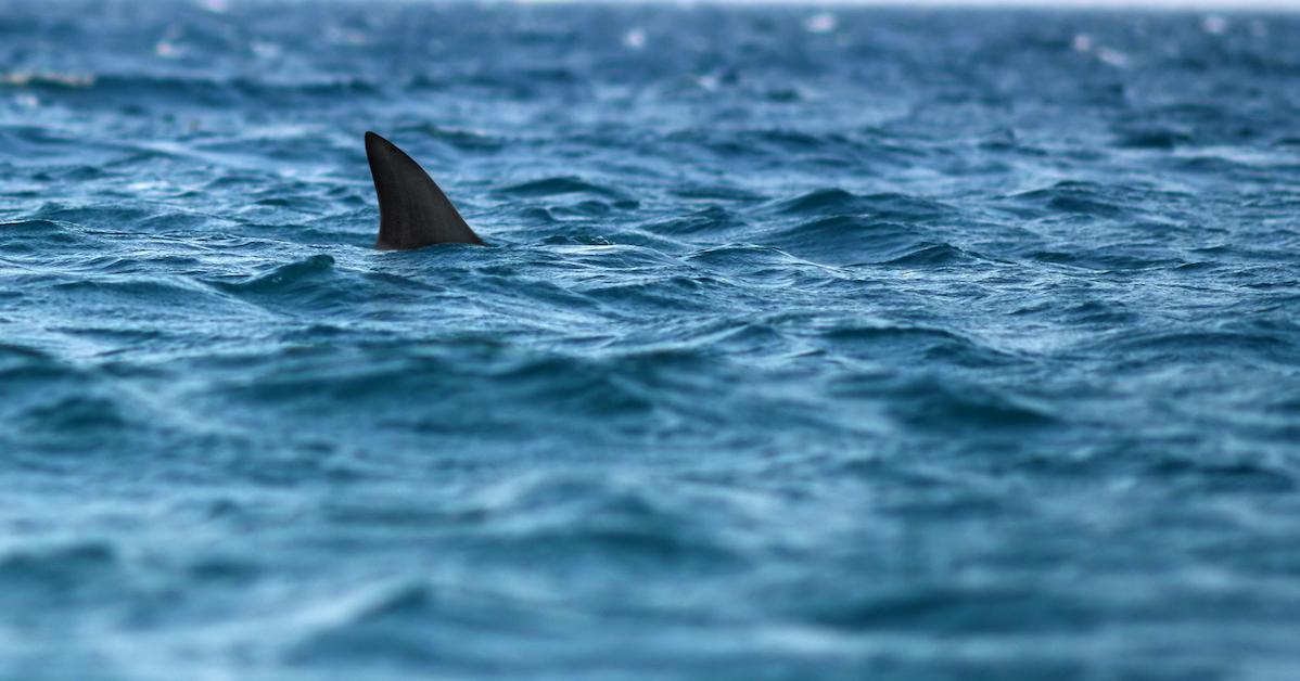 Why Are Sharks Heading to the East Coast? What to Know Before Swimming