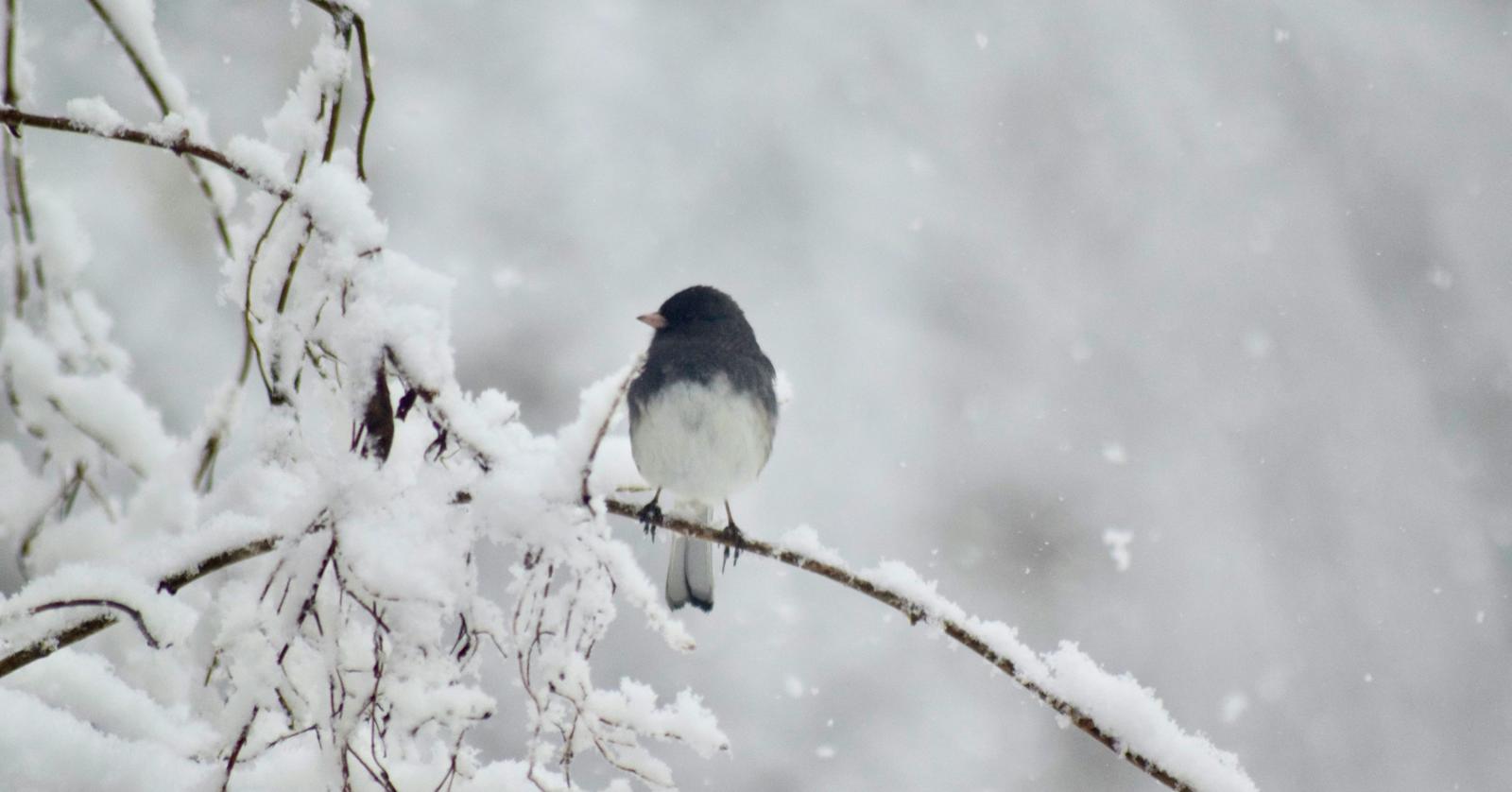 Do Birds Get Cold? Here's What Experts Say
