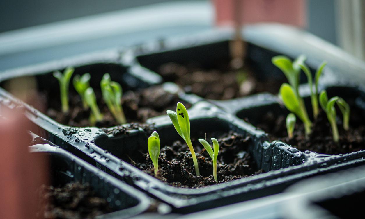 Are Plants Alive? The Difference Between Plants and Animals