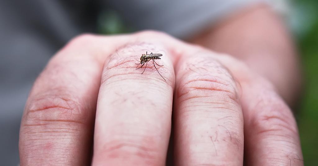 What Is the Purpose of Mosquitoes? You Might Be Surprised