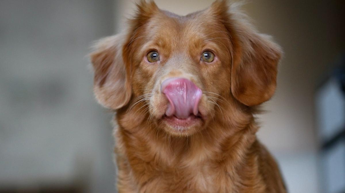 Can Dogs Eat Raspberries? What Vets Have to Say About Berries