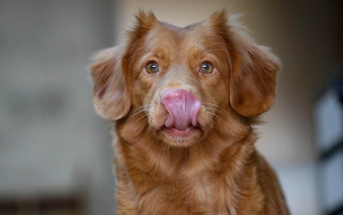 Can Dogs Eat Raspberries? What Vets Have to Say About Berries