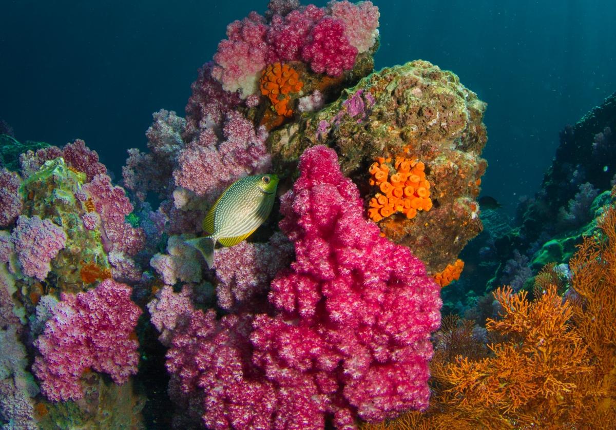 Fun Facts About Coral Reefs You Might Not Know