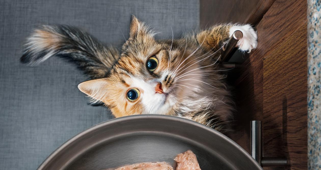 Can Cats Eat Bacon? A Deep Dive Into This Controversial Food