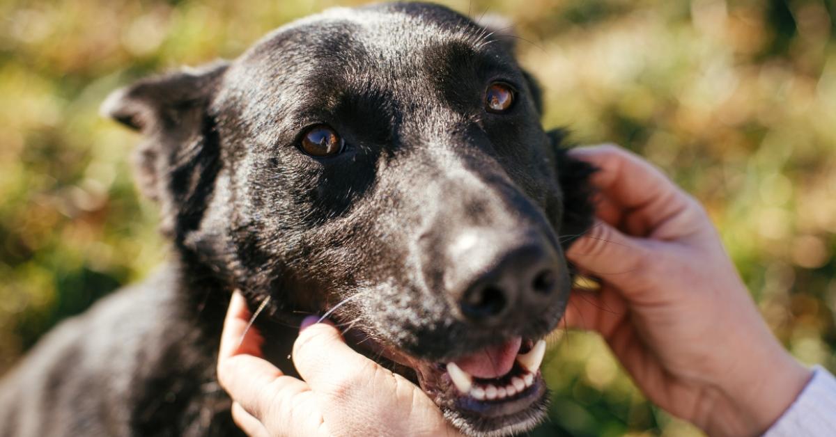 National Mutt Day Happens Twice a Year: Learn All About It