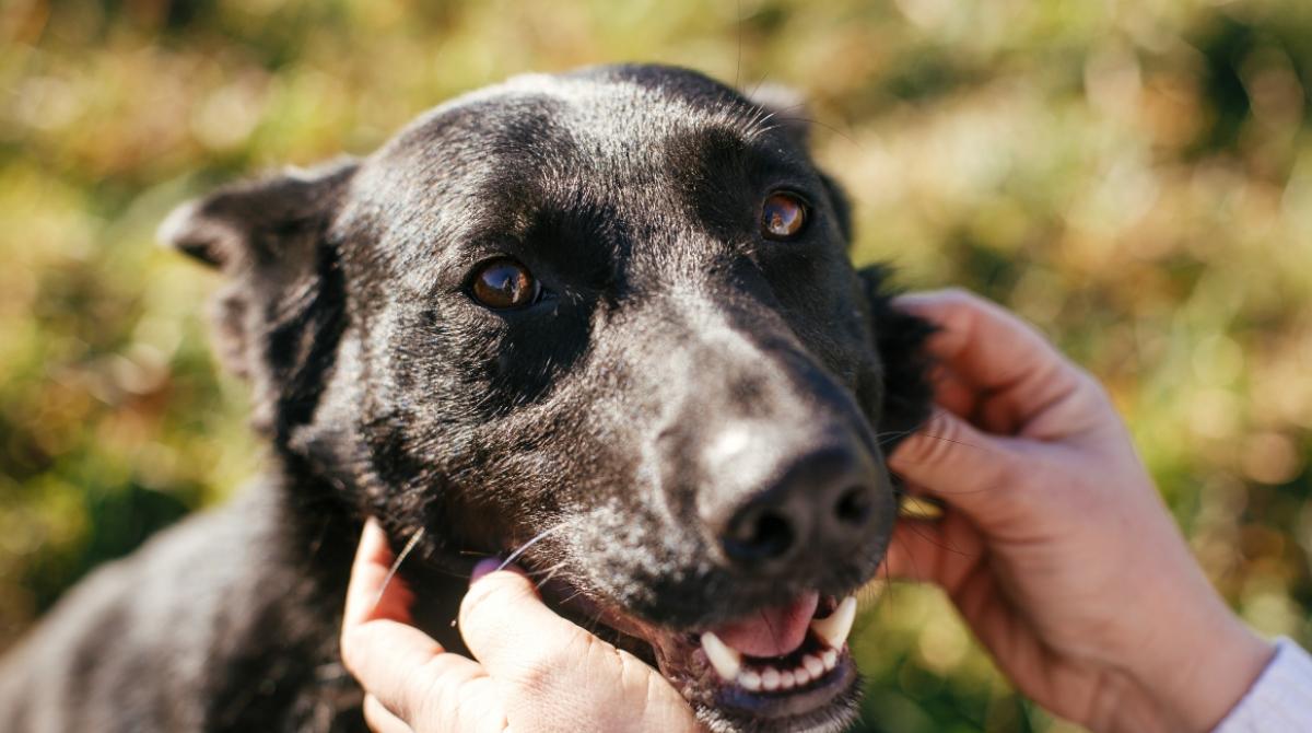 National Mutt Day Happens Twice a Year: Learn All About It