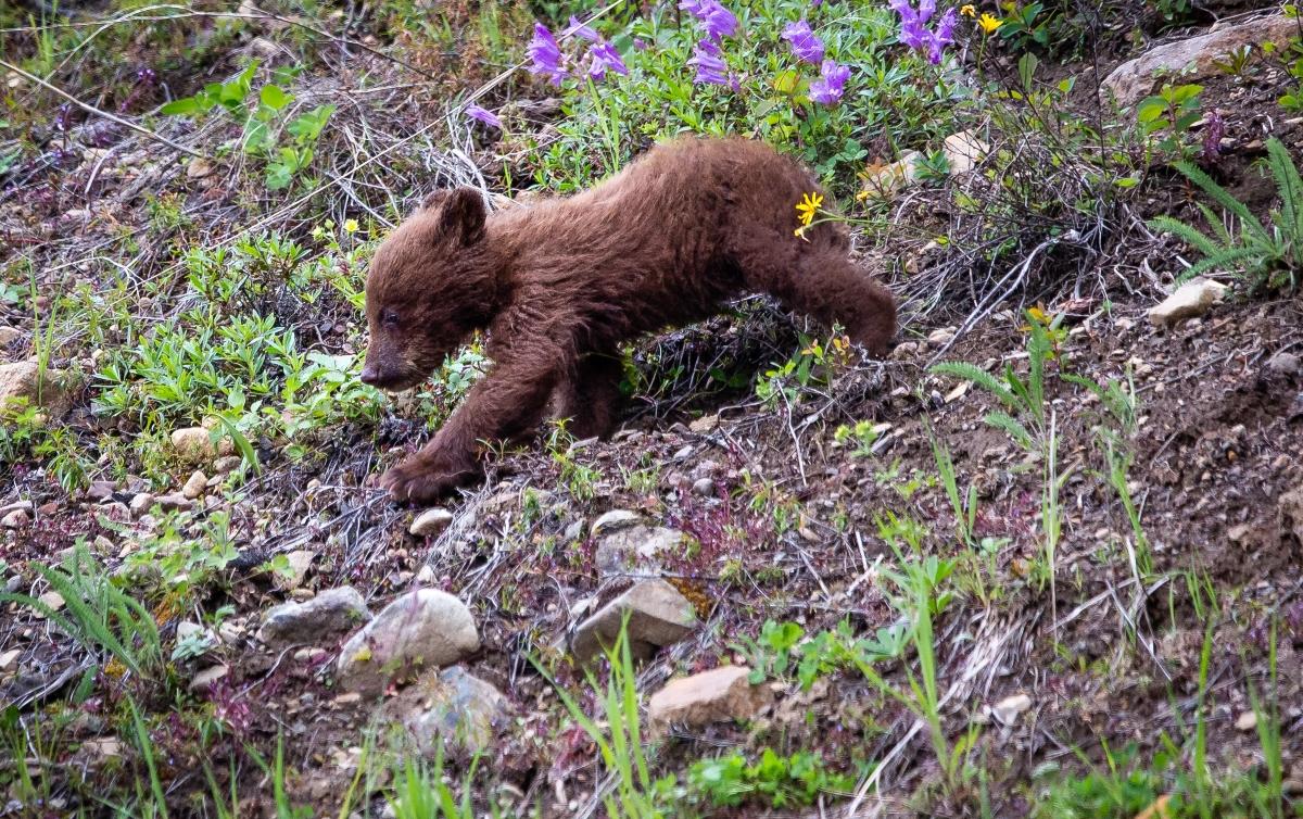Bear Cub Rescued From a Plastic Container — Video