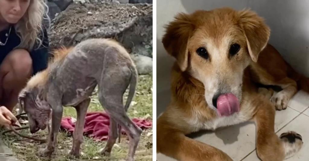 Mistreated Rescue Dog Is Transformed Into Loving Pet