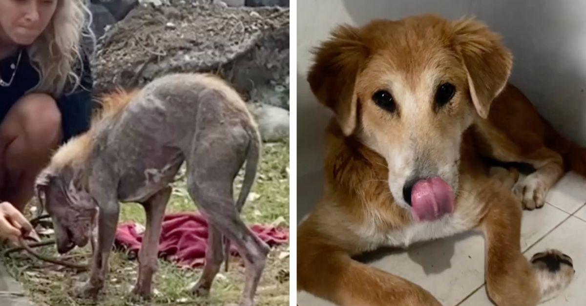 Mistreated Rescue Dog Is Transformed Into Loving Pet