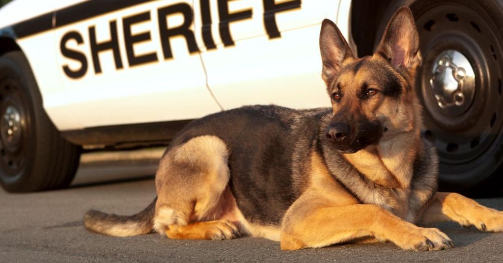 The Worst Shedding Dog Breeds, From Akitas to Chow Chows