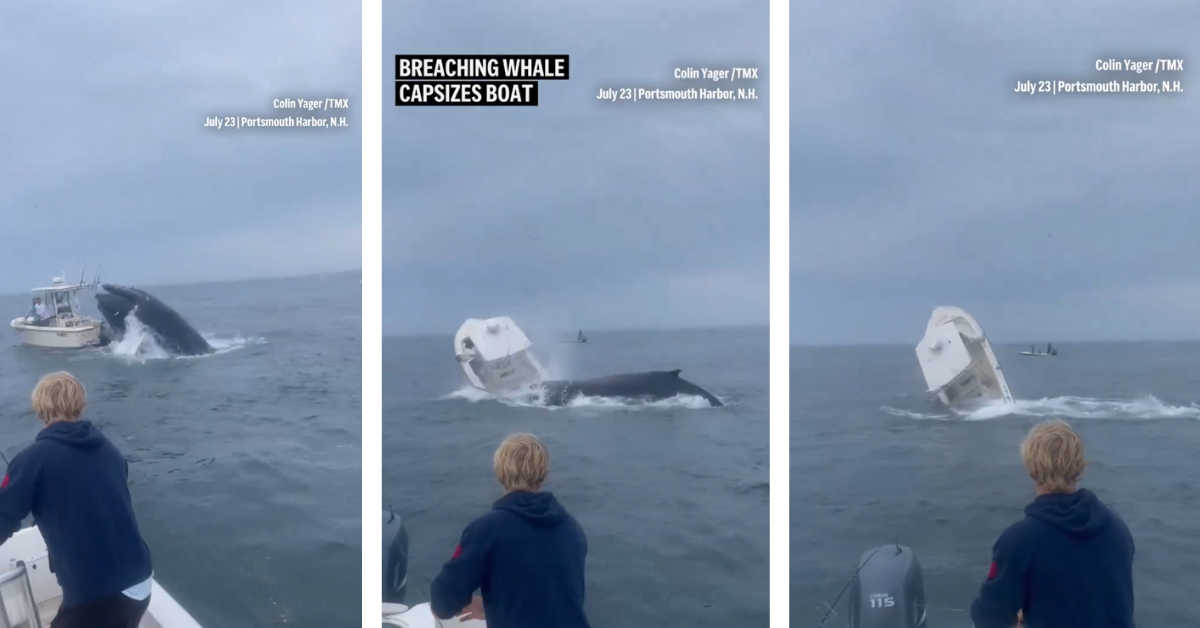 Humpback Whale Capsizes Boat: See This Remarkable Feat