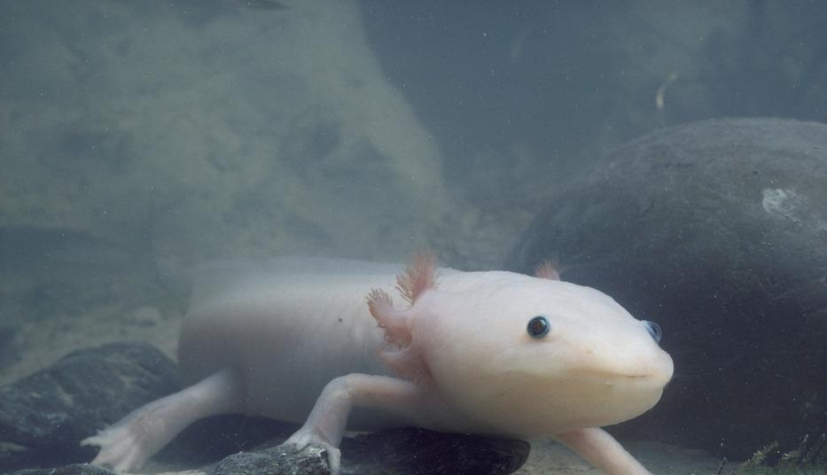 Axolotls Are Critically Endangered: Why They're Disappearing