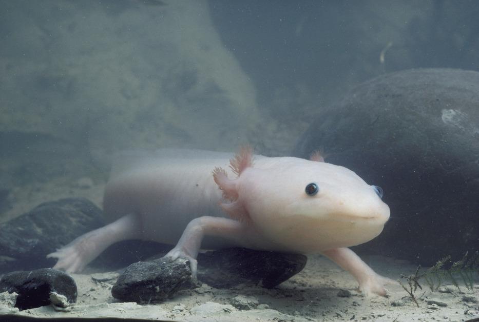 Axolotls Are Critically Endangered: Why They're Disappearing