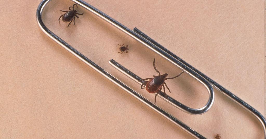 How to Get Rid of Ticks Naturally