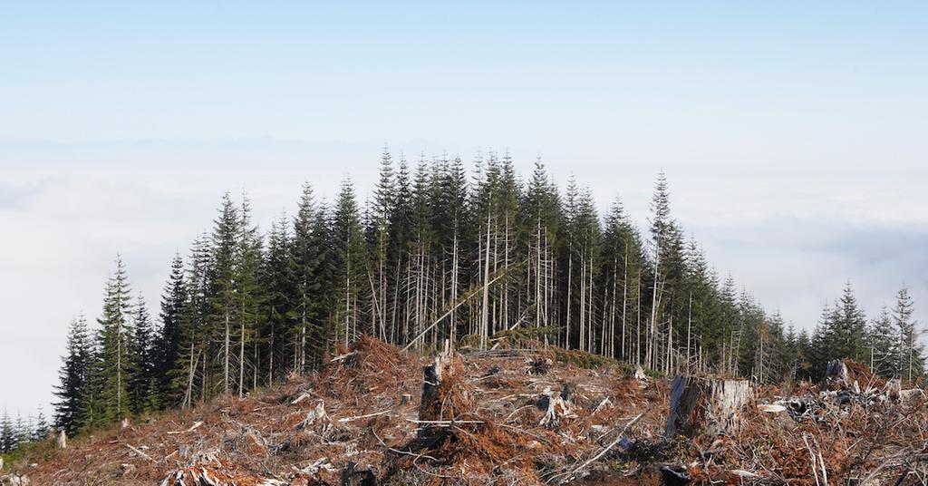 Climate Feedback Loops Can Be Positive or Negative — What That Means