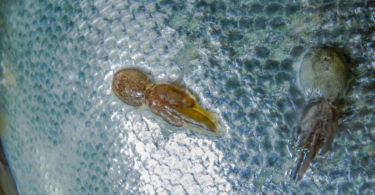 What Is Sea Lice? It's Unfortunately a Fishing Industry Normality