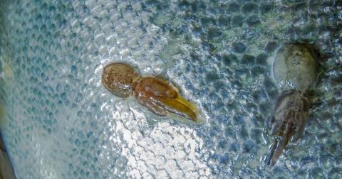 What Is Sea Lice? It's Unfortunately a Fishing Industry Normality