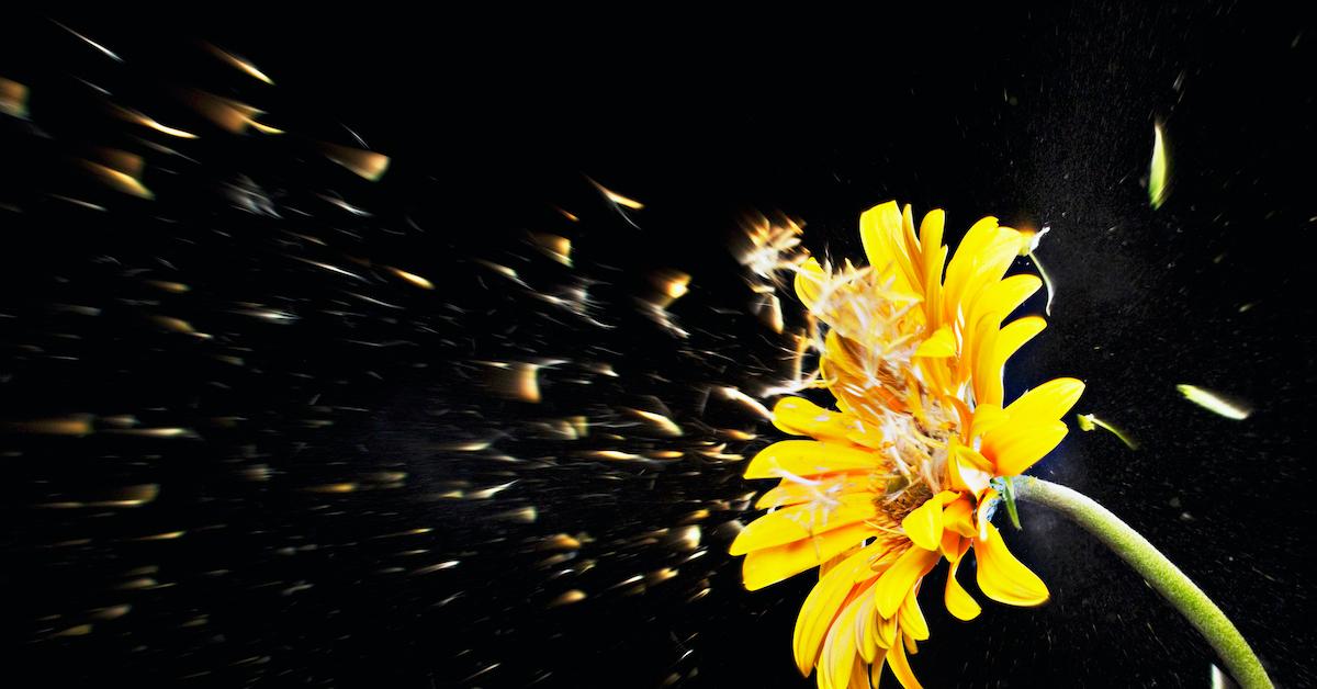 How Does Climate Change Affect Pollen Levels? Here's What Experts Say