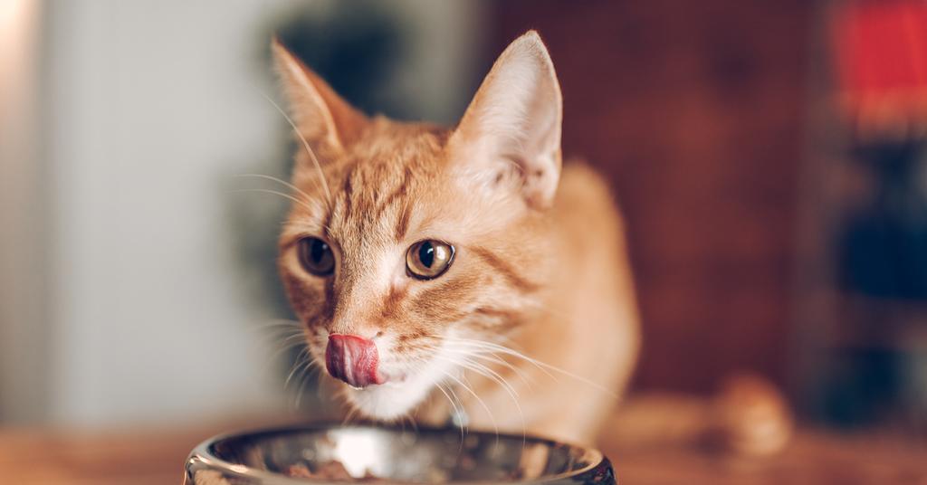 Can Cats Eat Beans? The Answer, According to Vets